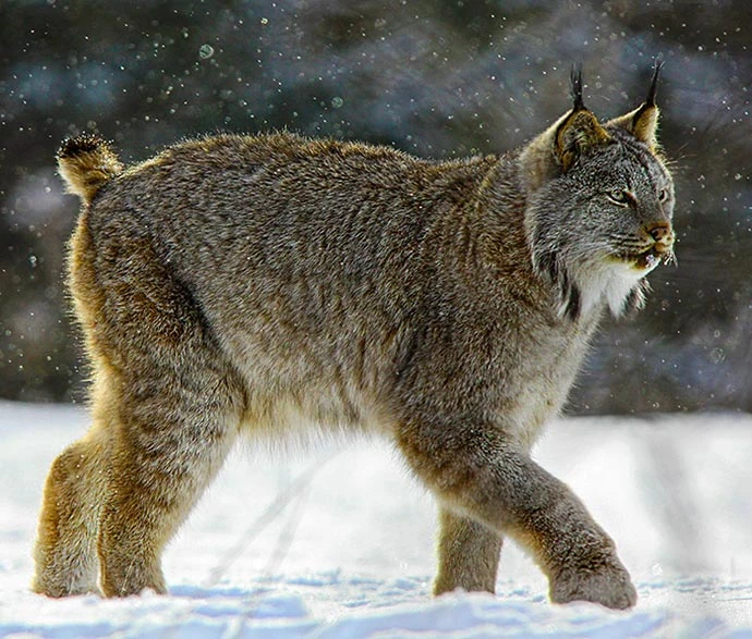 Lynx Running