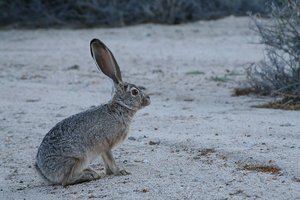 Black-tailed Jackrabbit | Wild America Wiki | Fandom
