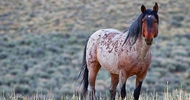 Wild Mustang | Wild America Wiki | Fandom