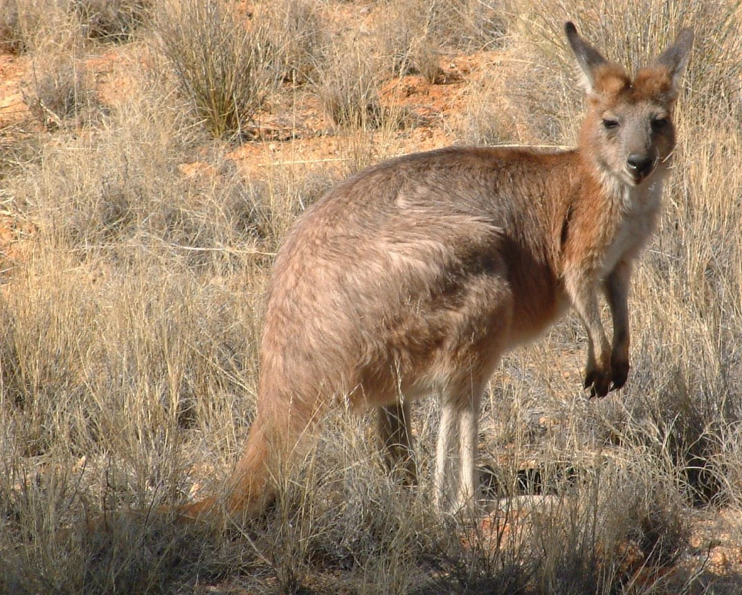 Common Wallaroo | Wild Australia Wiki | Fandom