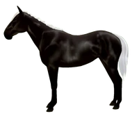 Standardbred | Wild Horse Islands Wiki | Fandom