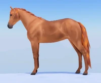 Marwari | Wild Horse Islands Wiki | Fandom