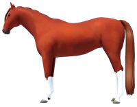 Thoroughbred | Wild Horse Islands Wiki | Fandom