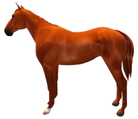 Standardbred | Wild Horse Islands Wiki | Fandom