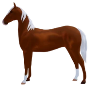 Akhal-Teke | Wild Horse Islands Wiki | Fandom