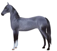 Akhal-Teke | Wild Horse Islands Wiki | Fandom
