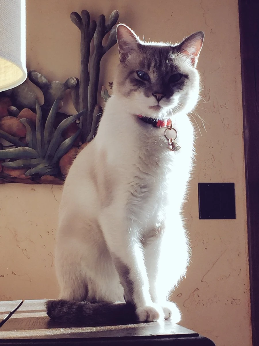 Milquetoast(In real life) | Wild Rescuer's Wiki | Fandom