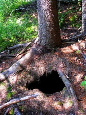 Medicine Cat Den | WildClan Warriors Wiki | Fandom