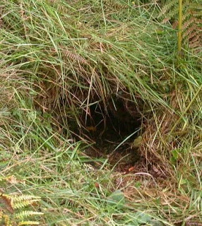 Apprentices Den | WildClan Warriors Wiki | Fandom