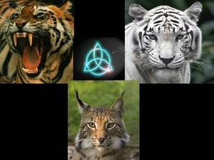 Power of Three | WildClan Warriors Wiki | Fandom