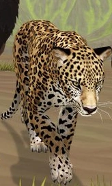 Enraged Leopard | WildCraft Wiki | Fandom