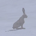 Hare | WildCraft Wiki | Fandom