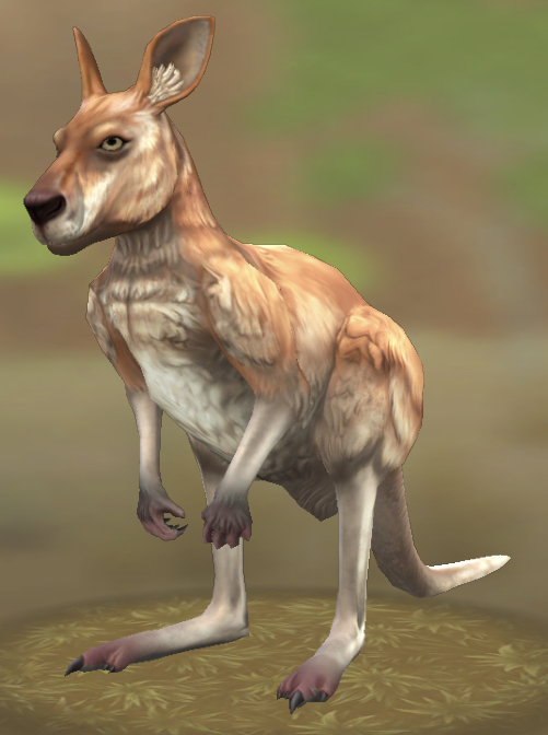Kangaroo Wildcraft Wiki Fandom
