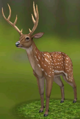 Deer (Transformation) | WildCraft Wiki | Fandom