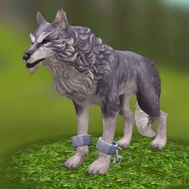 Wolf (Playable animal) | WildCraft Wiki | Fandom