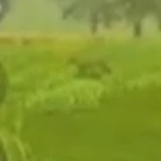 Creepypastas | WildCraft Wiki | Fandom