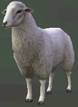 Sheep | WildCraft Wiki | Fandom