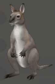 Wallaby | WildCraft Wiki | Fandom