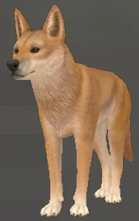 Dingo | WildCraft Wiki | Fandom