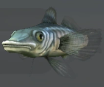 Mackerel icefish | WildCraft Wiki | Fandom