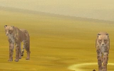 Cheetah (Enemy) | WildCraft Wiki | Fandom