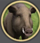 Boar | WildCraft Wiki | Fandom