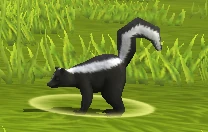Skunk | WildCraft Wiki | Fandom