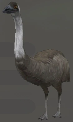 Emu | WildCraft Wiki | Fandom