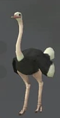 Ostrich | WildCraft Wiki | Fandom
