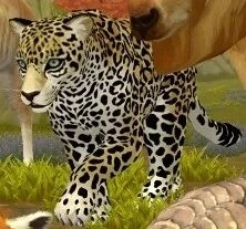 Северный леопард | WildCraft_вики | Fandom