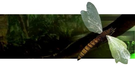 Categoría:Insectos | Wild Future Wiki | Fandom