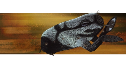 Spink | Wild Future Wiki | Fandom