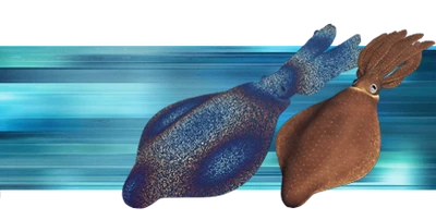 Rainbow Squid | Wild Future Wiki | Fandom