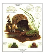 After Man: A Zoology of the Future | Wild Future Wiki | Fandom