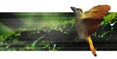 Spitfire Bird | Wild Future Wiki | Fandom