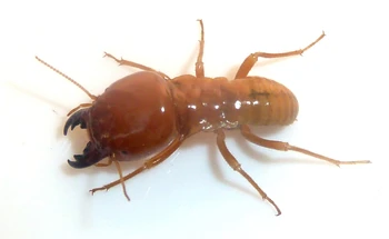Mozambique Harvester Termite | Wild Kratts Wiki | Fandom