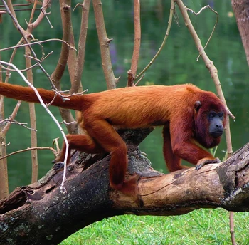 Colombian Red Howler | Wild Kratts Wiki | Fandom