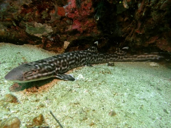 Coral Catshark | Wild Kratts Wiki | Fandom