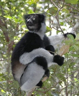 Indri | Wild Kratts Wiki | Fandom