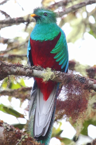 Resplendent Quetzal | Wild Kratts Wiki | Fandom