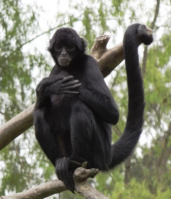 Black-headed Spider Monkey | Wild Kratts Wiki | Fandom