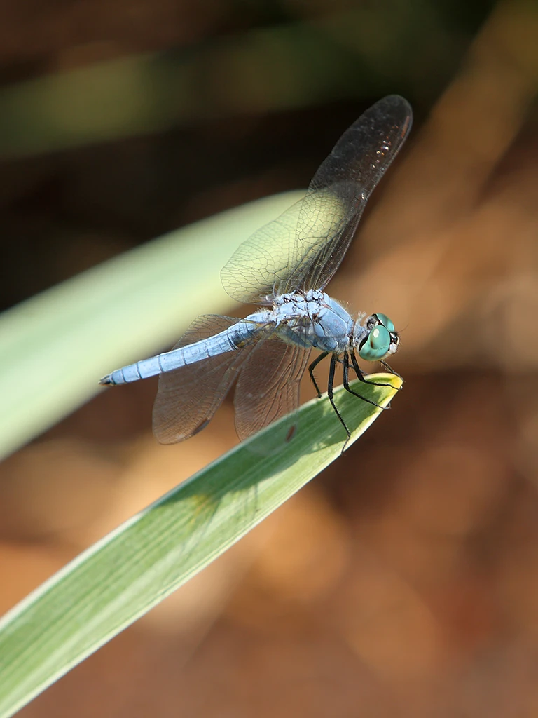 Blue Dasher Dragonfly
