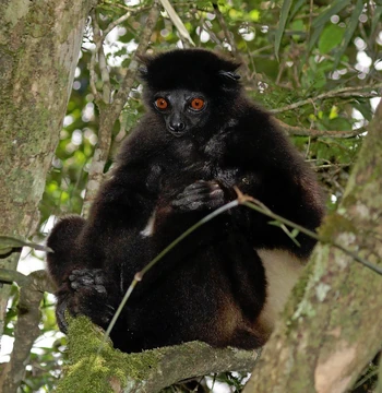 Milne-Edwards' Sifaka | Wild Kratts Wiki | Fandom