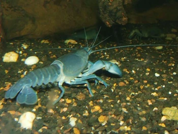 Blue Yabby | Wild Kratts Wiki | Fandom