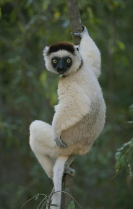Verreaux's Sifaka | Wild Kratts Wiki | Fandom