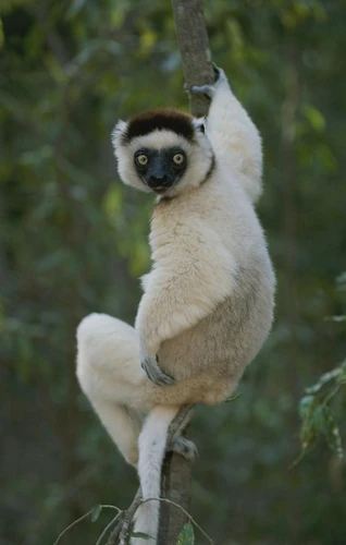 Verreaux's Sifaka | Wild Kratts Wiki | Fandom