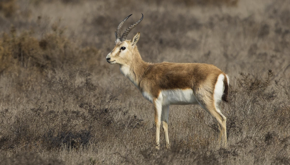 Goitered Gazelle | Wild Kratts Wiki | Fandom