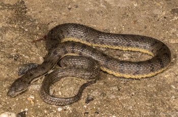 New Guinea Bockadam | Wild Kratts Wiki | Fandom