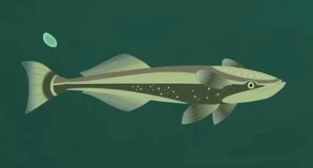 Remora | Wild Kratts Wiki | Fandom