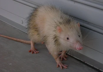 Moonrat | Wild Kratts Wiki | Fandom